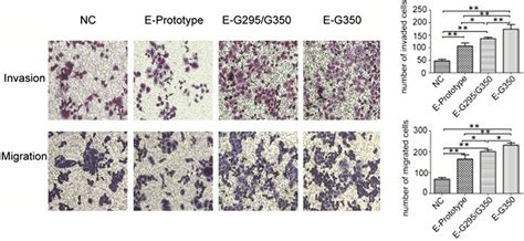 The Effect Of An Hpv16 E6 Mutation On The Migration And Invasion Of
