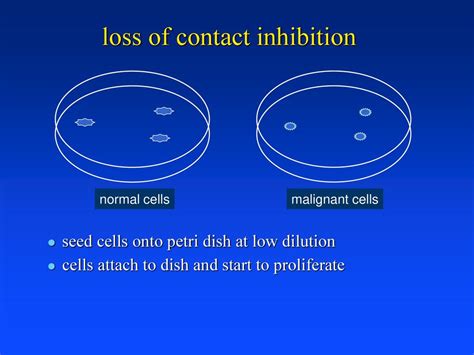 Oncogenes I And Ii Readings For Both Lectures Ppt Download