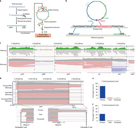 Simultaneous Capture Of 5′ And 3′ End Sequences Of Bacterial