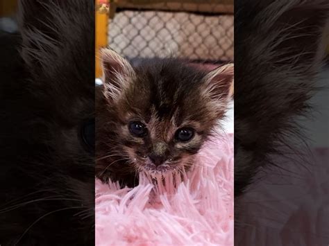 🐱 Unbelievably Cool Kitten 😎 The Secret To Staying Calm No Matter What