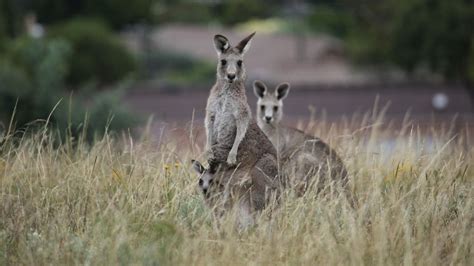 kangaroo mob kangaroo fact sheet nature pbs