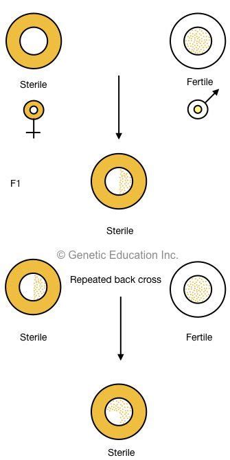 extrachromosomal inheritance definition criteria maternal
