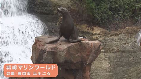 オカンになって戻ってきた「日本一言葉が分かる」“天才トド”ハマちゃん 赤ちゃんも母譲りの才能あり 特集 ニュース 関西テレビ放送 カンテレ
