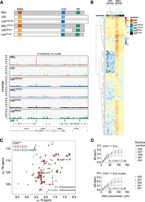 Divergent Evolution Toward Sex Chromosome Specific Gene Regulation In