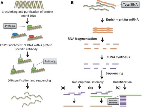 Next Generation Sequencing Technologies And Their Impact On Microbial