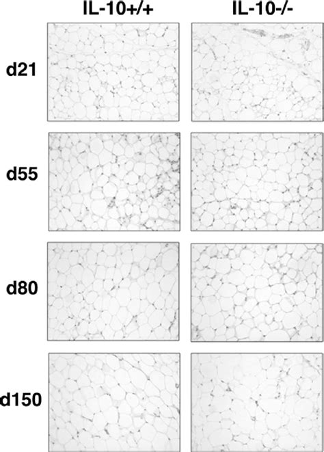 Representative Images From Paraffin Sections Of D21 D55 D80 And D150