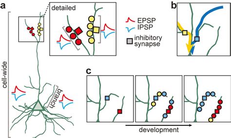 Function And Origin Of Locally Balanced Excitation And Inhibition A