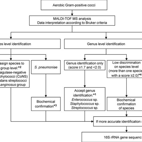 Gram Positive Cocci Algorithm