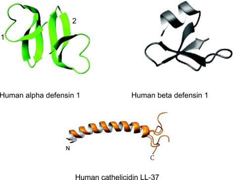 Three Dimensional Structures Of Human Antimicrobial Peptides Notes