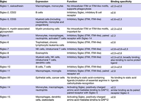 Summary Of Human Siglec Receptors Their Expression On The Surface Of