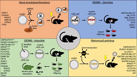 Frontiers Murine Models Of Acute Myeloid Leukemia