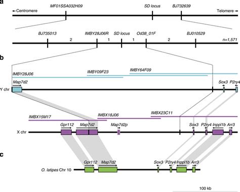 Positional Cloning Of The Sex Determining Locus In O Dancena A