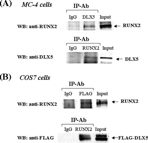 Cooperative Interactions Between Runx2 And Homeodomain Protein Binding