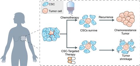 Frontiers Chemoresistance And Metastasis In Breast Cancer Molecular