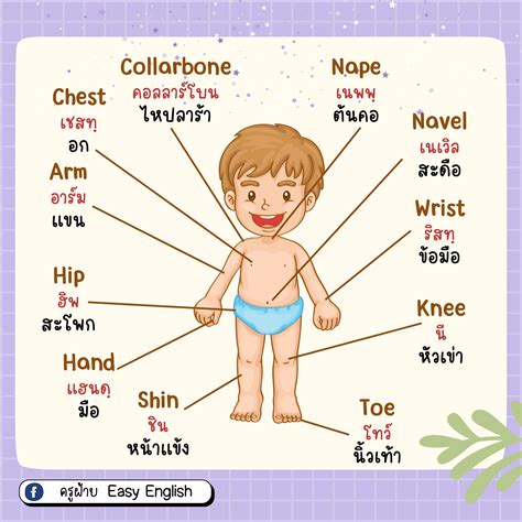 คำศัพท์อวัยวะในร่างกาย ️ ครูฝ้าย Easy English Facebook