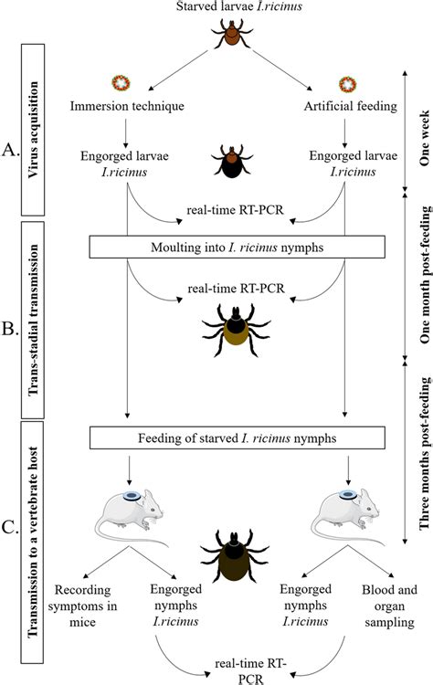 Schematic Representation Of The Experimental Design For Assessing
