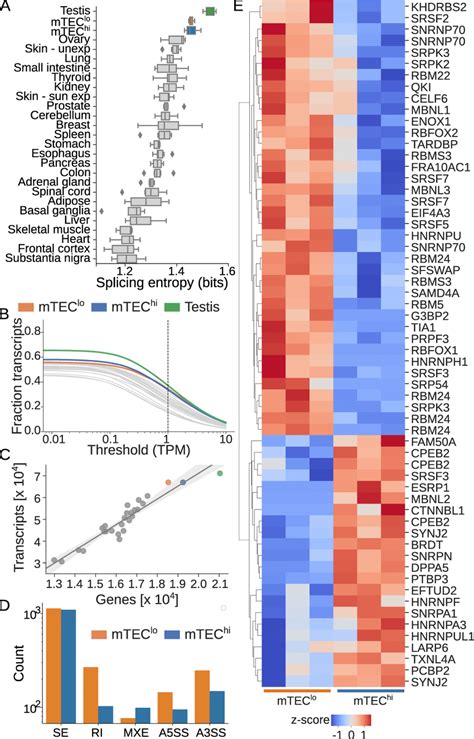 Alternative Splicing In Mtecs Is Mediated By Differential Expression Of