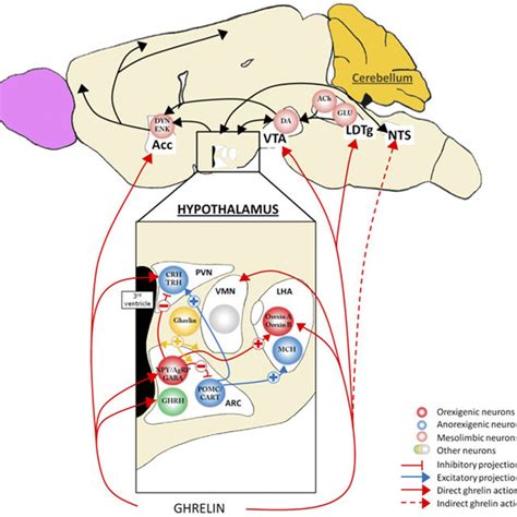 Homeostatic Brain Vs Non Homeostatic Hedonic Brain Schematic