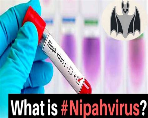 Health Tips क्या है निपाह वायरस जानिए लक्षण और उपचार What Is Nipah