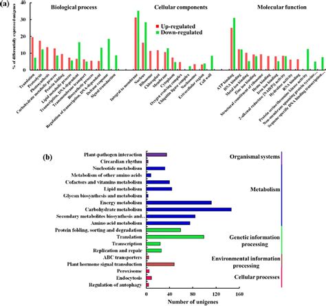 Enriched Go Terms And Kegg Classifications Of The Differentially