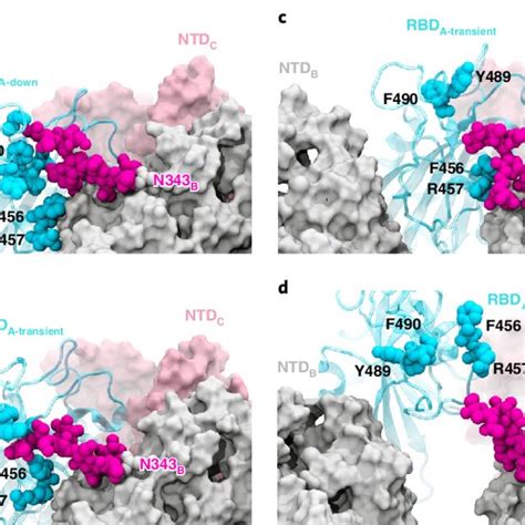 Ace2 Binding Is Reduced By Mutation Of The N343 Glycosylation Site And