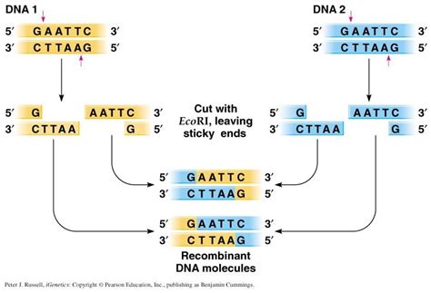 3 Cleavage Of Dna By The Restriction Enzyme Ecori Download Scientific