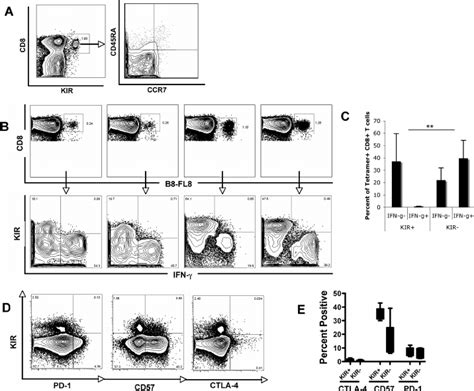 Kir Is Expressed On Memory Hiv Specific Cd8 ϩ T Cells A The Flow