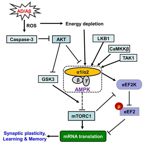 Ampk Signaling Pathway Porn Sex Picture