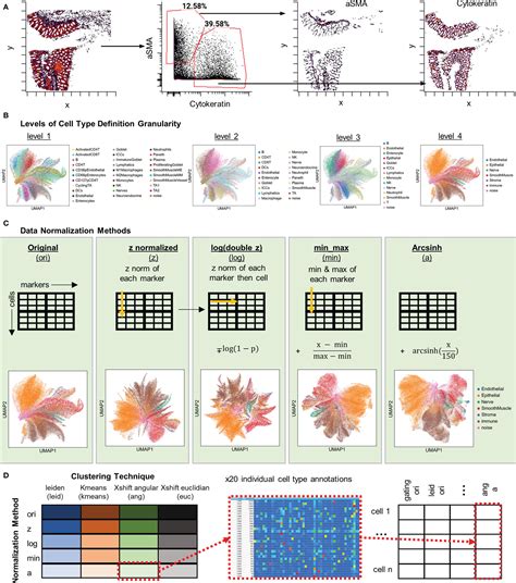 Frontiers Strategies For Accurate Cell Type Identification In Codex