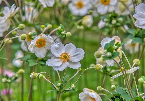 シュウメイギク（秋明菊）の育て方と植物の特徴をわかりやすく解説
