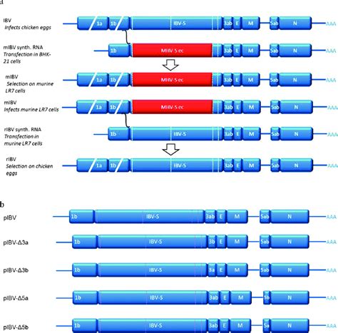 Schematic Overview Of The Targeted Rna Recombination Principle And The