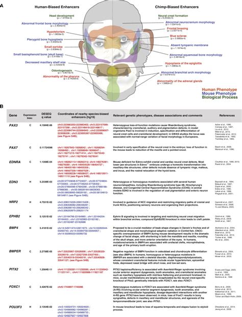 Enhancer Divergence And Cis Regulatory Evolution In The Human And Chimp