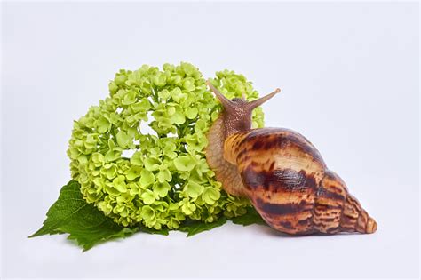African Snail Achatina Isolated On White Background Giant African Snail