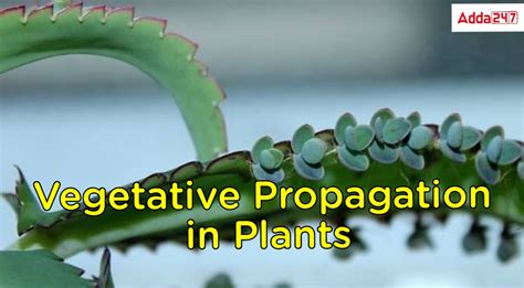 Vegetative Propagation Define Advantage Types For Class 10