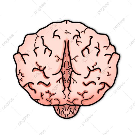 Imagem De Desenho Animado Do Cérebro Png Cérebro Cérebro Dos
