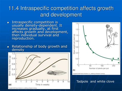 Ppt Biol 4120 Principles Of Ecology Lecture 11 Intraspecific
