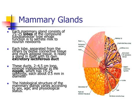 Ppt The Breast And Pectoral Region Powerpoint Presentation Free