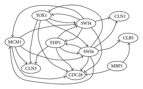 Structure Of Part Of Yeast Cell Cycle Network Download Scientific