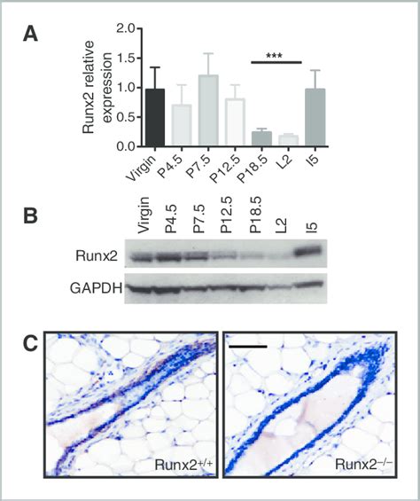 Runx2 Expression Is Developmentally Regulated In The Mammary Gland A