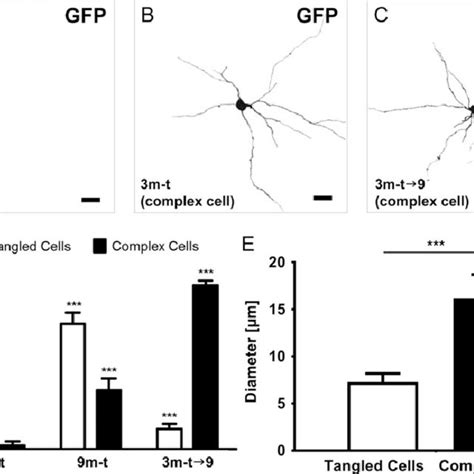 Maturation Of Immature Neurons In The Layer Ii Of The Piriform Cortex