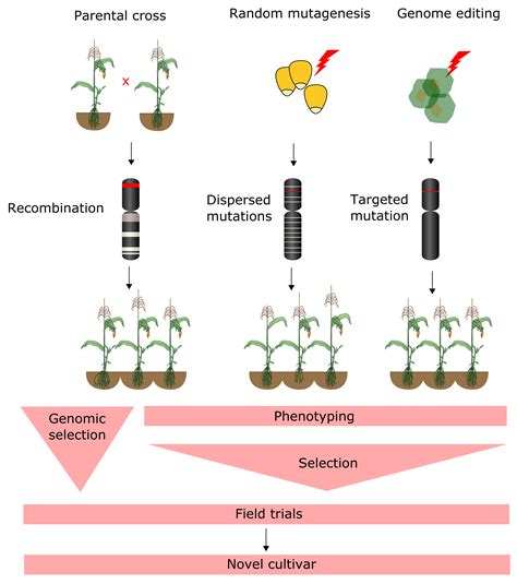 Agriculture Free Full Text Advances In Integrating Genomics And