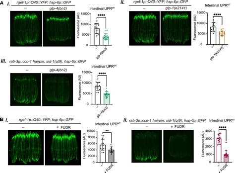 The Germline Coordinates Mitokine Signaling Cell