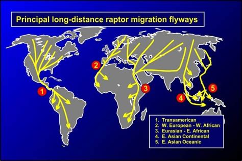 fall migration at kèköldi costa rica s million raptor watch site the