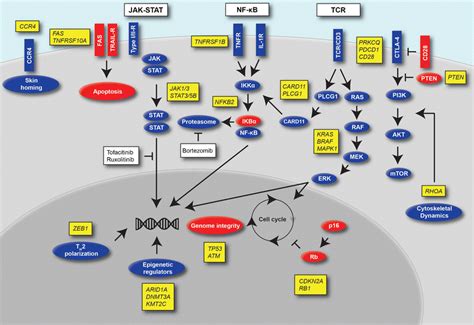 Of Recurrently Mutated Signaling Pathways In Ctcl There Are Recurrent