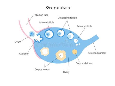 Sex Education Reproductive System Biology Class Concept Vector Flat
