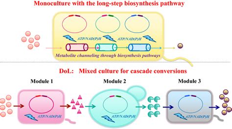 Schematic Comparison Of A Microbial Consortium And A Monoculture In The