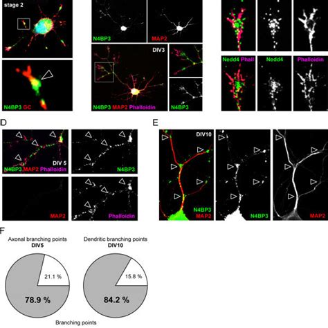 Analysis Of The Nedd4 Binding Protein 3 Domain Structure And
