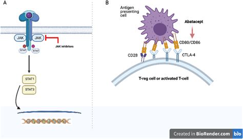 A Janus Kinase Inhibition Of Jak Stat Signaling Jak Inhibitors