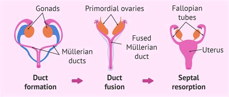 Development Of Female Sex Organs