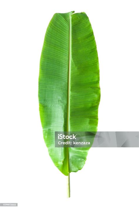 Daun Pisang Terisolasi Latar Belakang Jalur Kliping Foto Stok Unduh